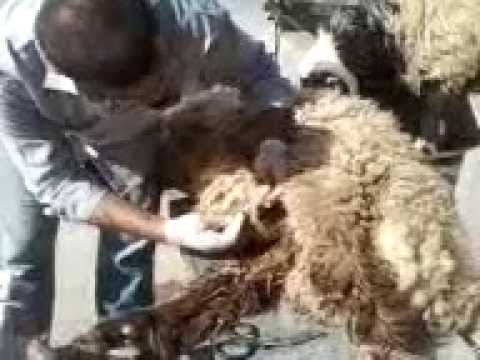Castration in Ram