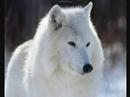 Lupul Alb | Blog pentru sufletul tau