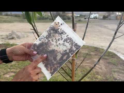 1500 Live Ladybugs Good Bugs Ladybugs Guaranteed Live Delivery