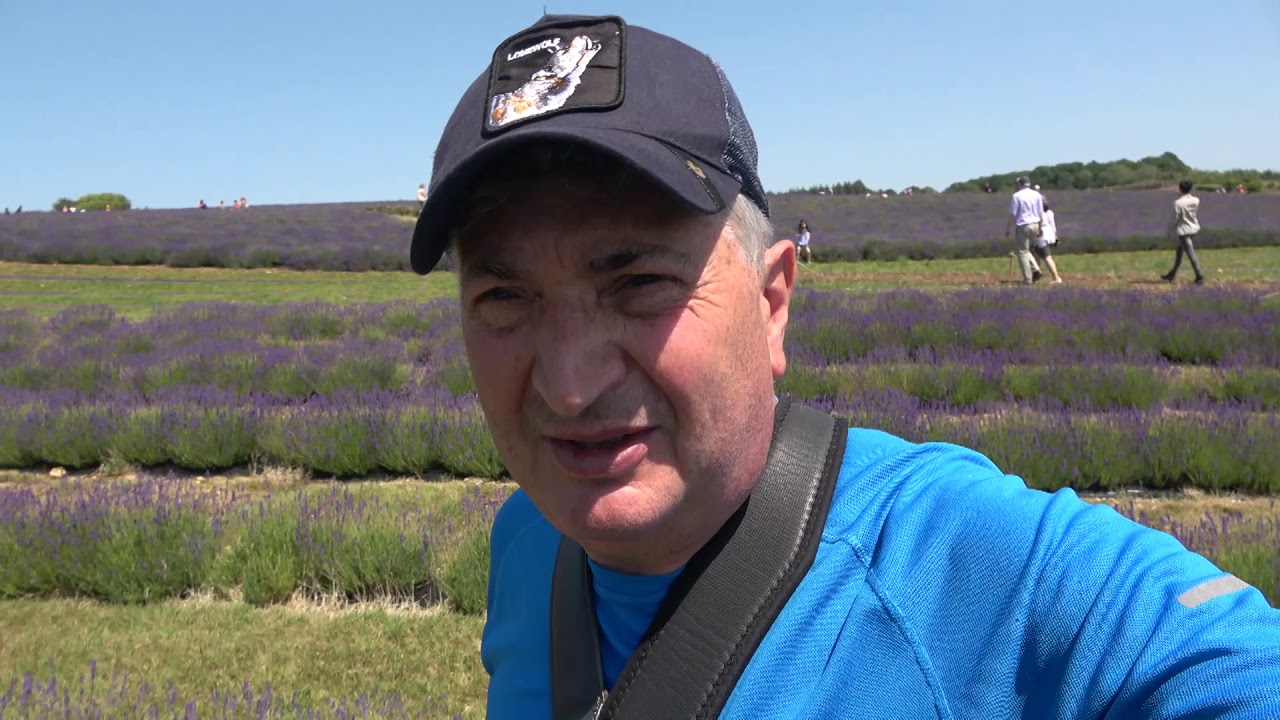 Cotswold lavender