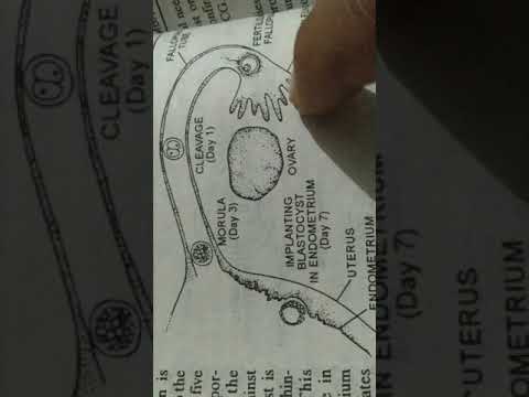 Morulation, Blastulation and Gastrulation in Human Embryo