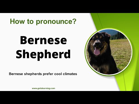 How to pronounce (Bernese Shepherd) Correctly in English