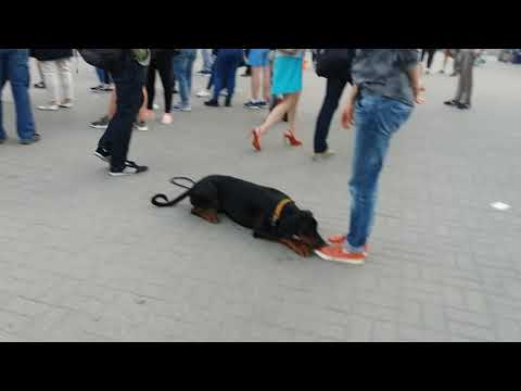 Doberman STAY command in center of the city, dispersion Praca w rozproszeniu