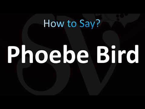 How to Pronounce Phoebe Bird (CORRECTLY!)