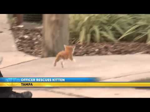 b 2494 rizne tiere WFLA Lieutenant rescues kitten near Ybor City