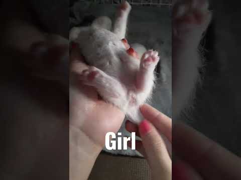 How to tell gender of newborn kittens