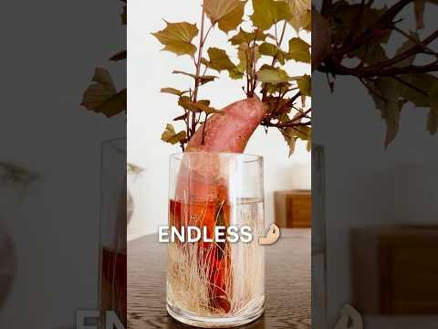 ✨HOW TO GROW ENDLESS SWEET POTATOES! 🍠