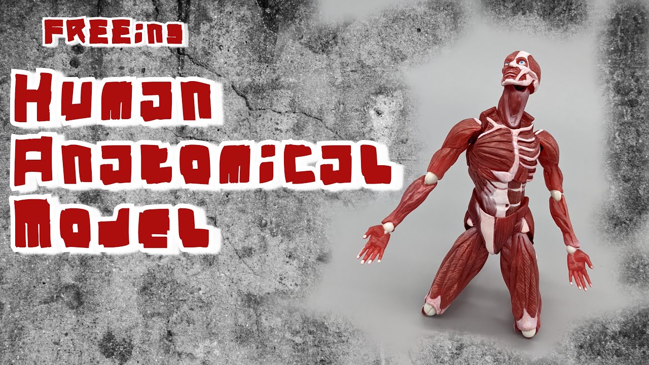 FREEing Human Anatomical Model figma  Action Figure Review