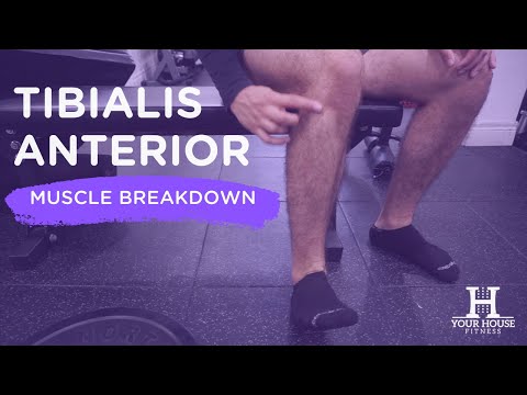Tibialis Anterior | Muscle Breakdown Series