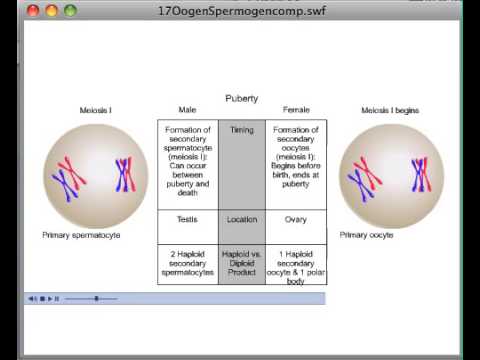 Comparison of Oogenesis and Spermatogenesis