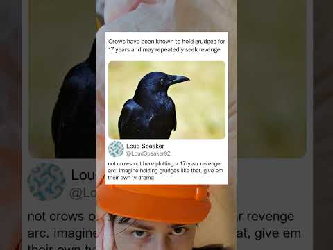 Crows Hold Grudges For Years - Nature's Longest Rivalry