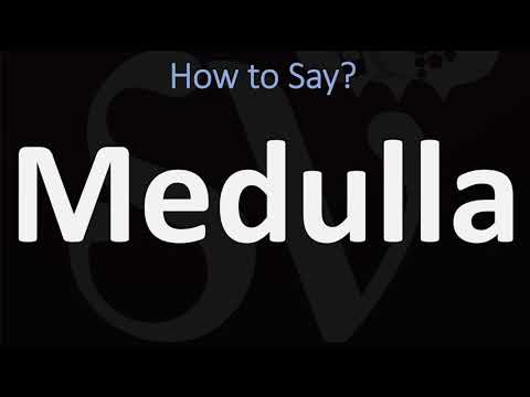 How to Pronounce Medulla? (CORRECTLY)