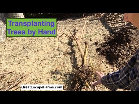 Transplanting Trees by Hand