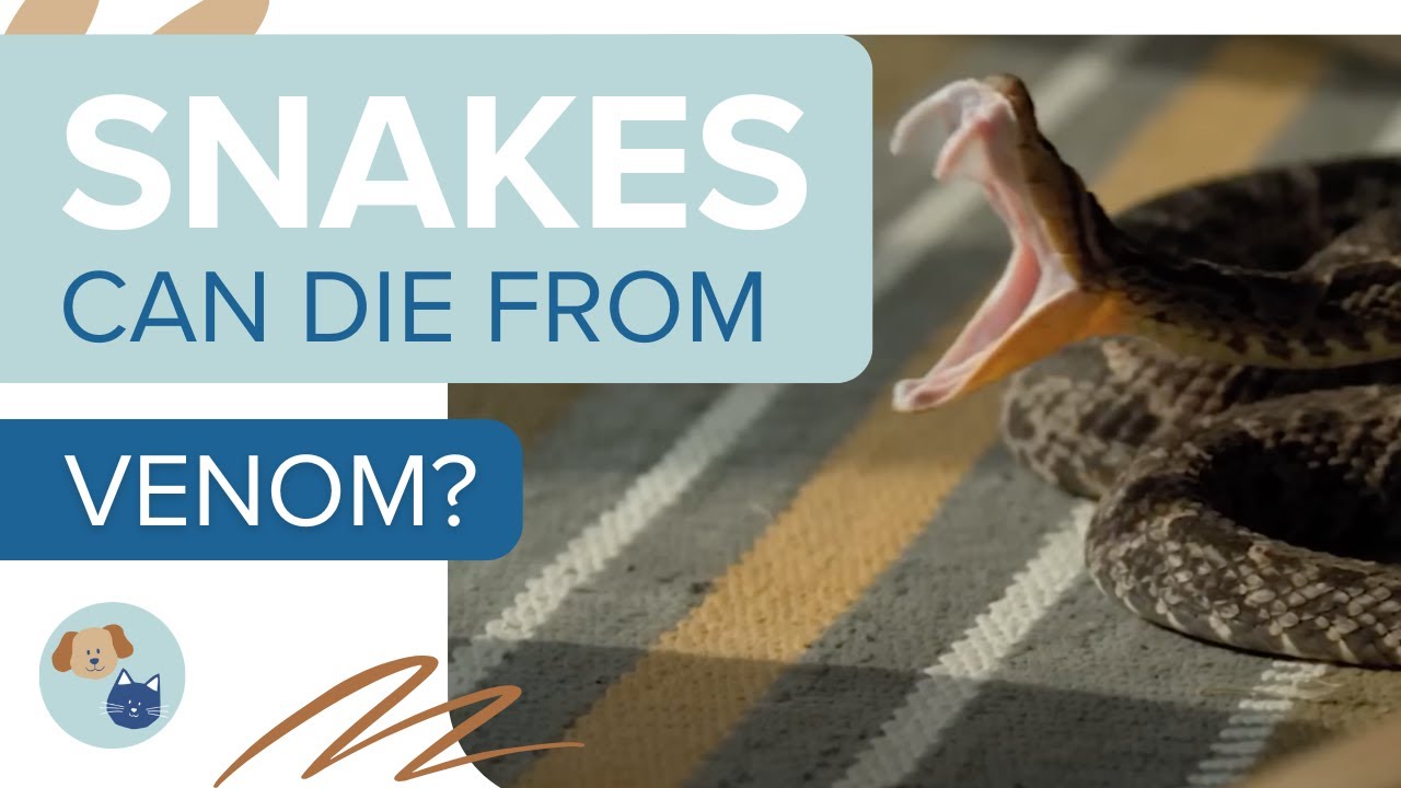 Can Snakes Die from Venom?! Even Their OWN?!