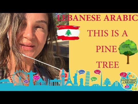 Arabic VLOG: Today's Lebanese Arabic phrase: How to say: this is a pine tree (Rovinj 2019)