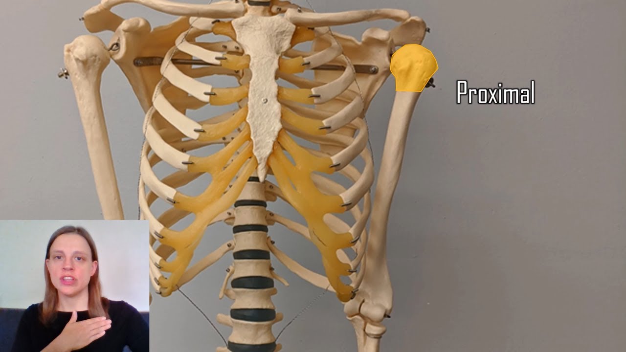 Proximal vs Distal