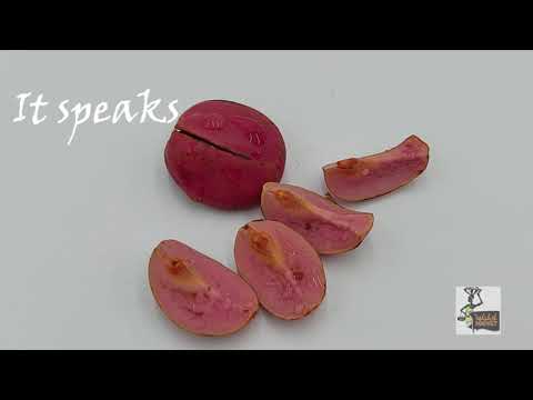 Kola nut
