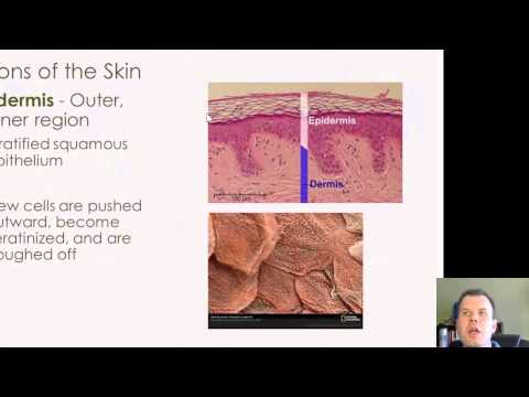 The Integumentary System