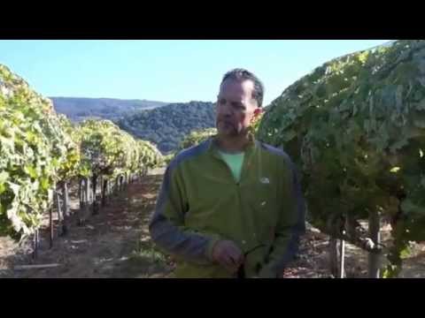 Vintage for Nobility 2008 & Late Harvest 2011