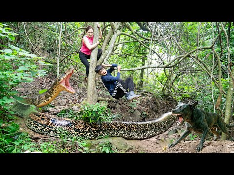 Smart DOG confronts giant ANACONDA - Female hunter does something unexpected | Lý Thị Hoa