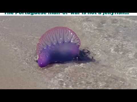 9 Facts about the Portuguese man o' war