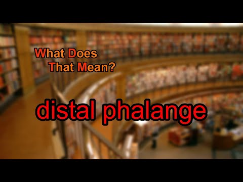 What does distal phalange mean?