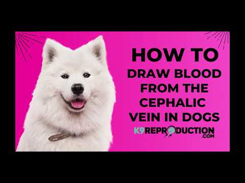 How to Draw Blood from the Cephalic Vein - Progesterone Testing in Dogs