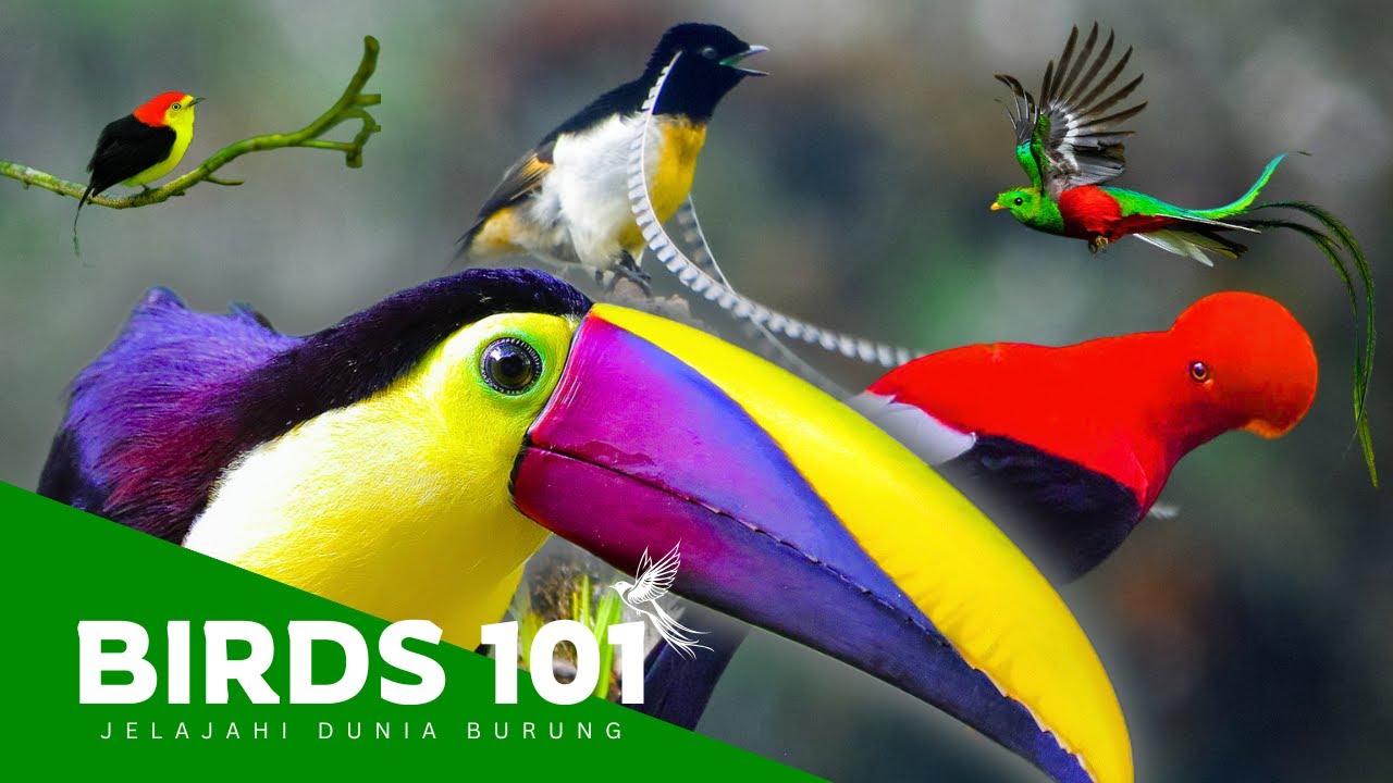 Makhluk Terindah di Muka Bumi | Jelajahi Dunia Burung (Full Series) | Video Dokumenter Satwa Liar