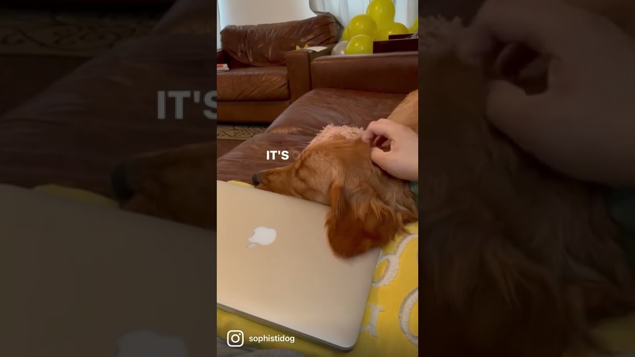 Sweet feeling puppy embarrassed she stepped on me
