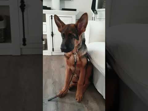 🐶 Sweet little gsd have a super cute hiccup while yawning 😍