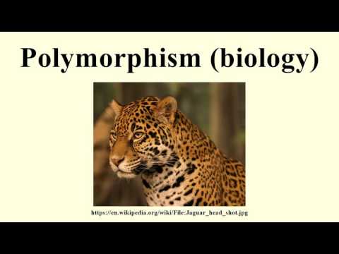 Polymorphism (biology)