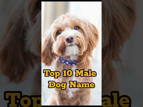 Top 10 Male Dog Names #dog #viral #dognames