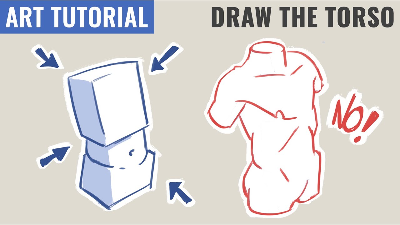 How to Draw the Torso | Simplify Anatomy