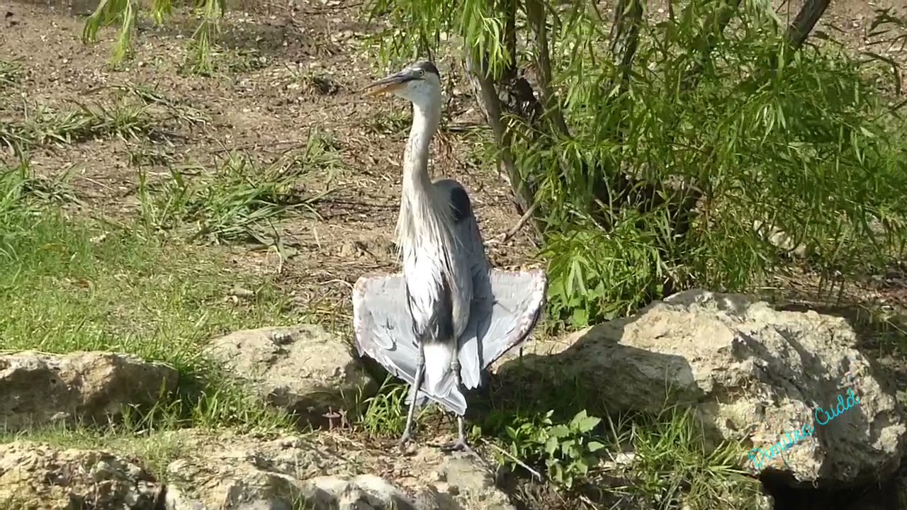 How can it do that? Great Blue Heron can do!!! Drying underneath it’s wings! 2021