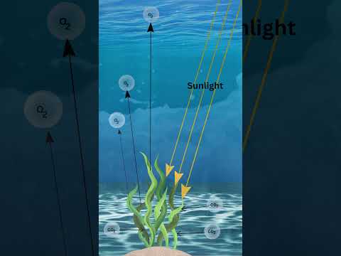 Did you know the oceans produce oxygen? #Oceans #Oxygen #Photosynthesis