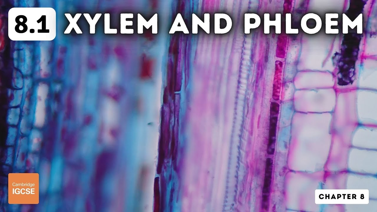 Understanding Xylem and Phloem: The Lifelines of Plants | Galaxy.ai