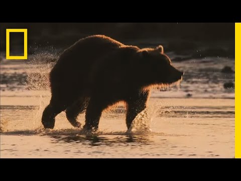 Grizz Quiz: How Much Do You Know About Grizzly Bears? | Short Film Showcase