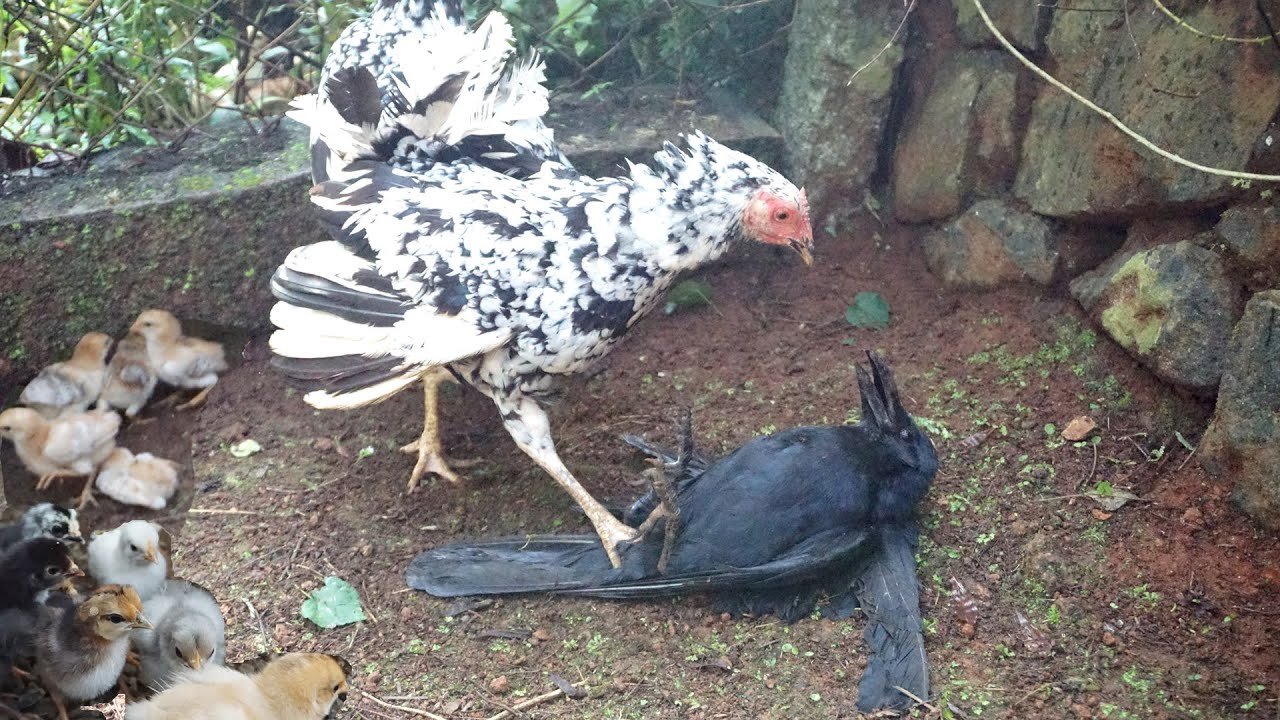 Two Mother Hens defends  chicks from crow attack