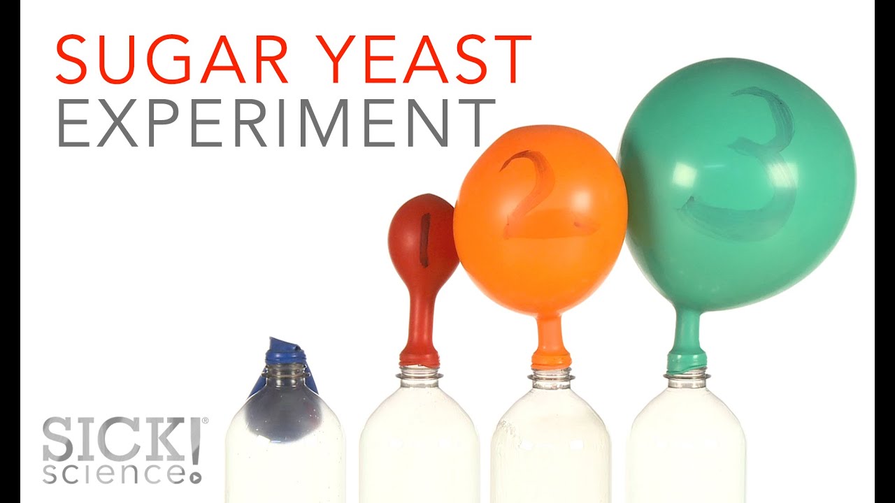 Sugar Yeast Experiment - Sick Science! #229