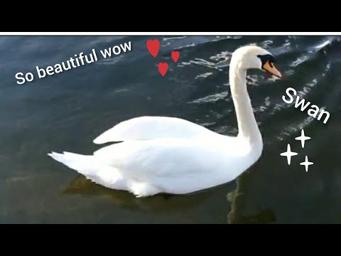 swans in the lake WoW aren't they beautiful