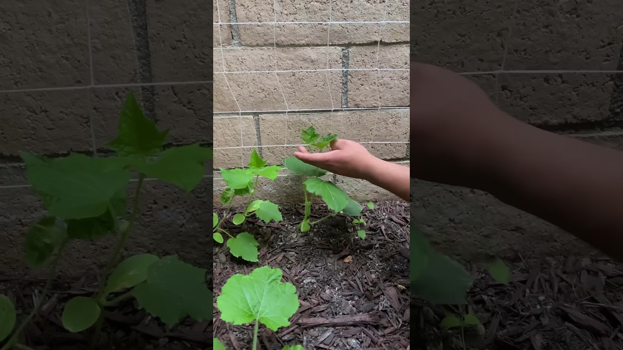 You can also do cucumbers on these trellises #peas #cucumbers #trellis #bosesgreenlife #growwithme
