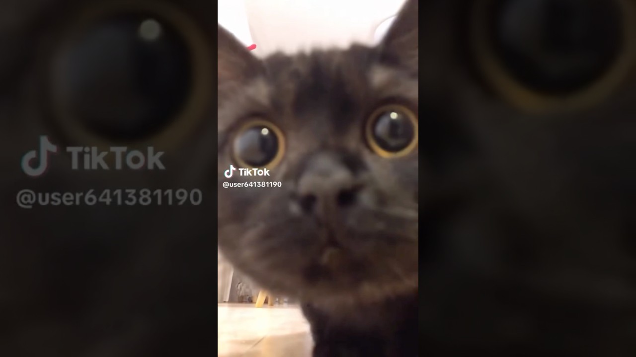 Sweet black cat looking at the camera |  #cat #cats #catvideos #cutevideo #blackcat