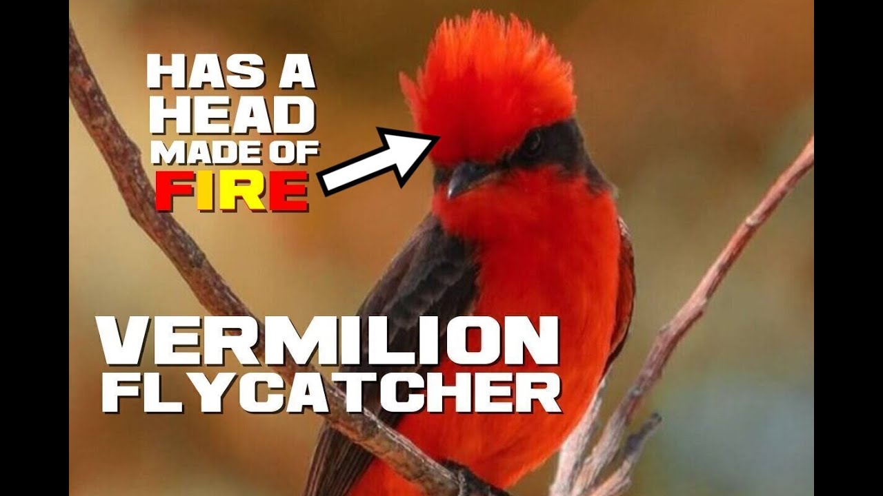 Vermilion Flycatcher Facts - The Flame Capped Insect Destroyer - Animal a Day V Week