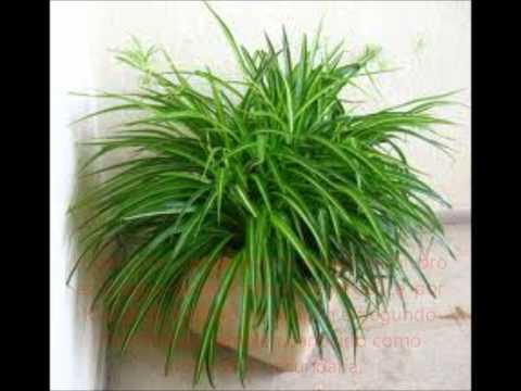 FLUJO DE ENERGÍA EN LA CADENA TROFICA