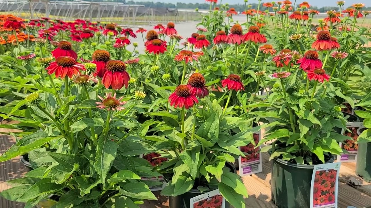 Echinacea Artisan™ Red Ombre & Soft Orange // 2 Exciting, Richly Colored, Easy to Grow, Coneflowers