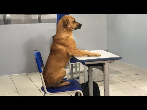 Funniest ANIMALS will 101% make you laugh 😍 New Funny Cat and Dog Videos 2025 😹