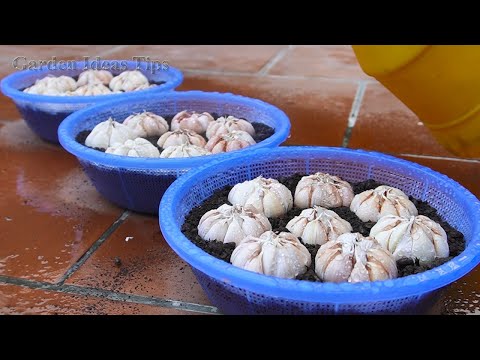 How to Create Balcony Rooftop Vegetable Garden for Beginners - Garlic Growing Method Harvest Leaves