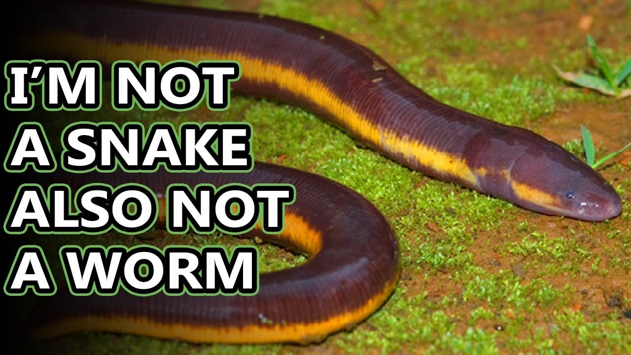 Caecilian facts: they're amphibians! | Animal Fact Files