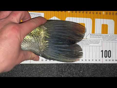 Vangst en release 95 cm snoekbaars