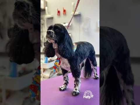 Grooming Guide - How to Groom a Cockalier?--/Pet Trim - Pro Groomer✂👀
